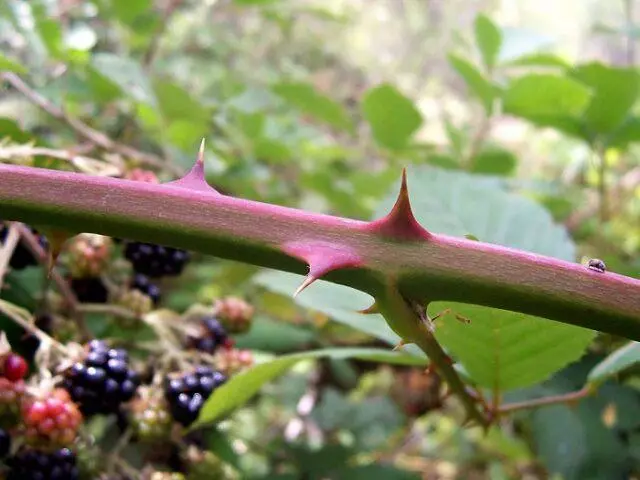 Black raspberries na blakberị: ọdịiche, foto 1591_10