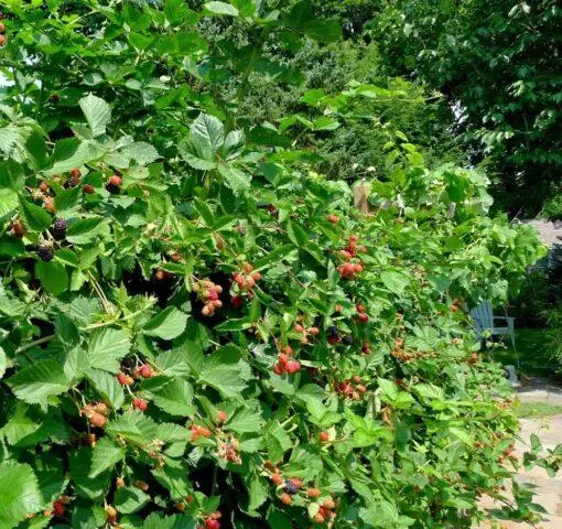 Black raspberries na blakberị: ọdịiche, foto 1591_11