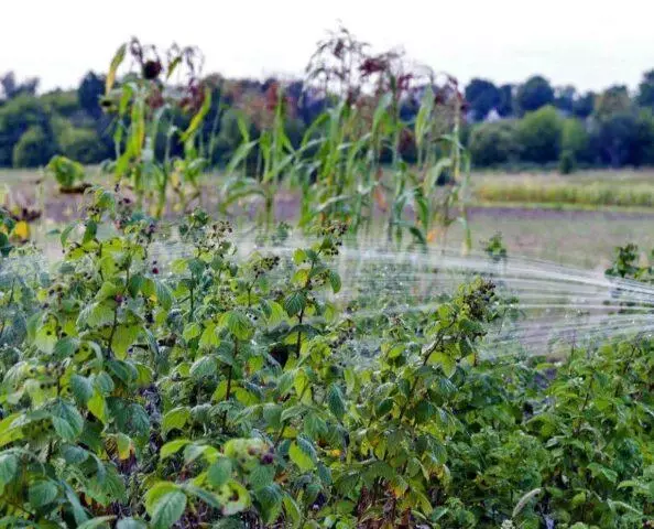 Black raspberries na blakberị: ọdịiche, foto 1591_12