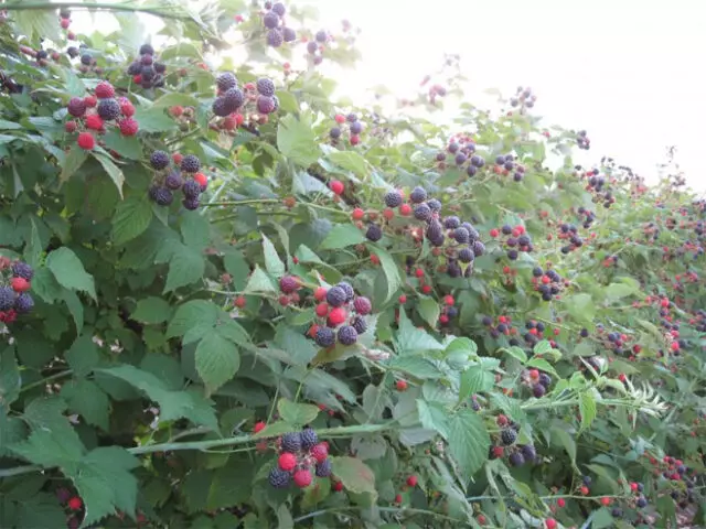 Black raspberries na blakberị: ọdịiche, foto 1591_18