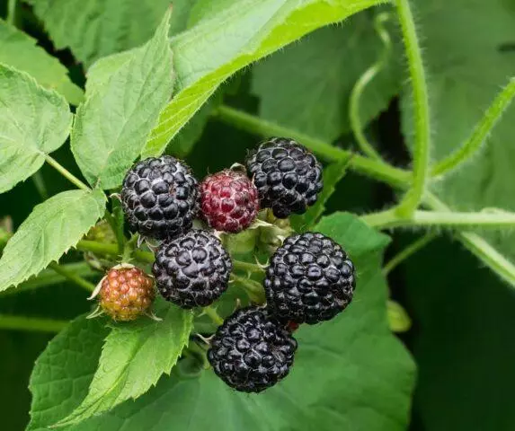 Black raspberries na blakberị: ọdịiche, foto 1591_19