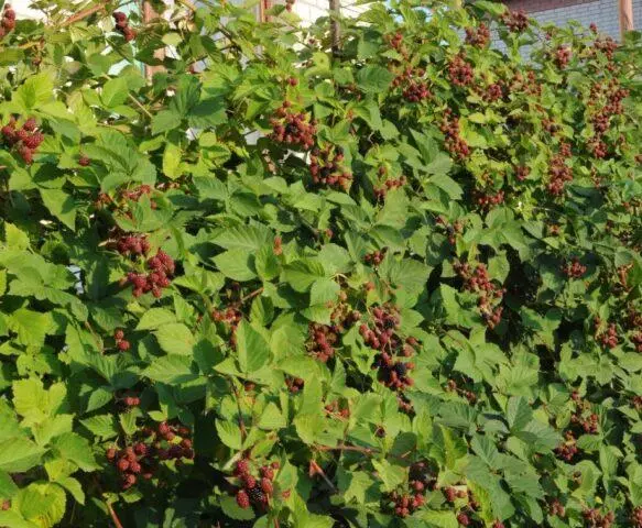 Black raspberries na blakberị: ọdịiche, foto 1591_2