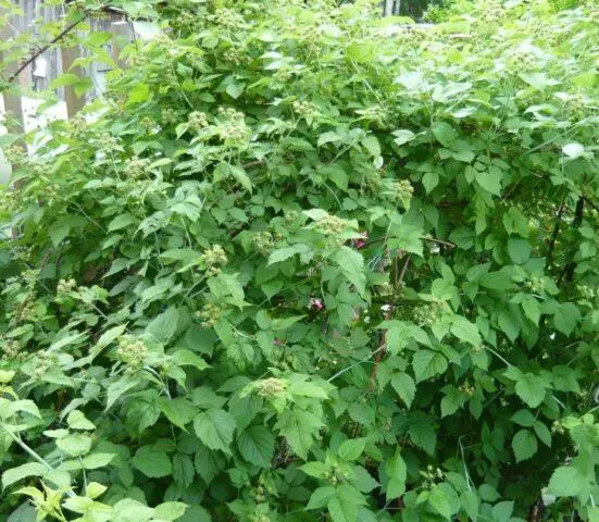 Black raspberries na blakberị: ọdịiche, foto 1591_3