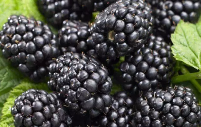 Black raspberries na blakberị: ọdịiche, foto 1591_4