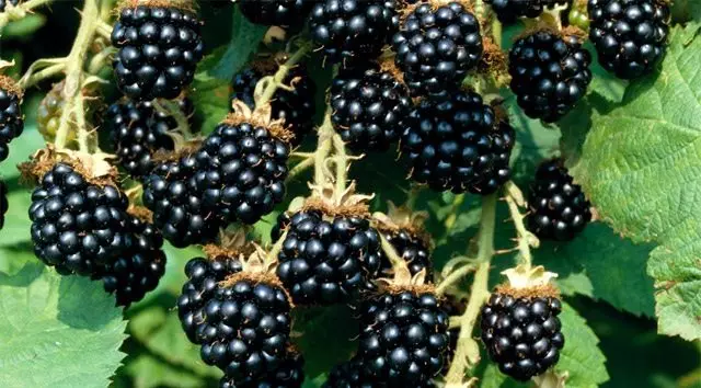 Black raspberries na blakberị: ọdịiche, foto 1591_5