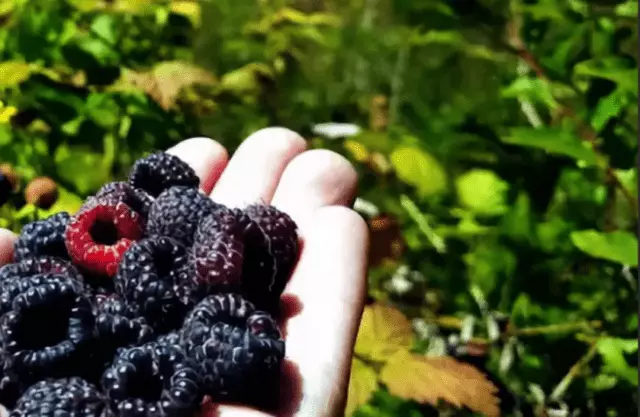 Black raspberries na blakberị: ọdịiche, foto 1591_7