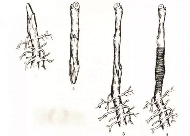 Mahatsa txertatzea udazkenean: zuhaixka zahar baten gainean, hasiberrientzat, bideoa, zulaketa, auzoetan 1594_17