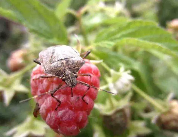 Raspberry mosaic: የመቆጣጠሪያ እርምጃዎች ፣ እንዴት እና እንዴት ማከም እንደሚቻል 1601_7