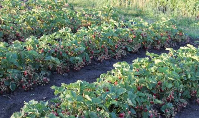 Strawberry Merchant: beschrijving van de variëteit, foto's, beoordelingen 1624_10