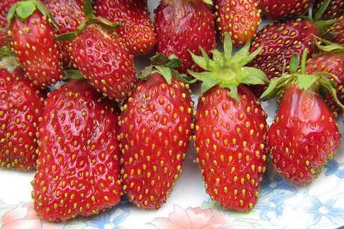 Strawberry Merchant: beschrijving van de variëteit, foto's, beoordelingen 1624_11