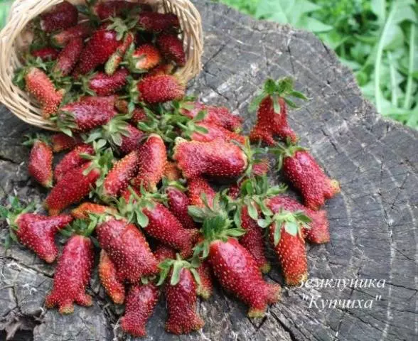 Strawberry Merchant: beskriuwing fan it ferskaat, foto's, resinsjes 1624_3