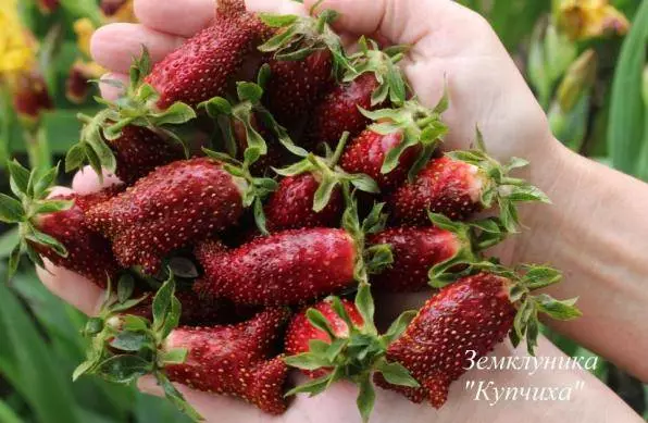 Strawberry Merchant: beskriuwing fan it ferskaat, foto's, resinsjes 1624_4