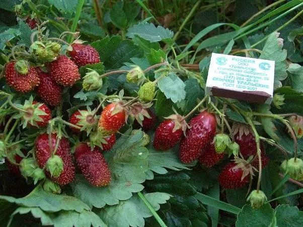 Strawberry Merchant: beschrijving van de variëteit, foto's, beoordelingen 1624_5