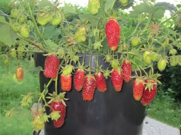 Strawberry Merchant: beschrijving van de variëteit, foto's, beoordelingen 1624_6