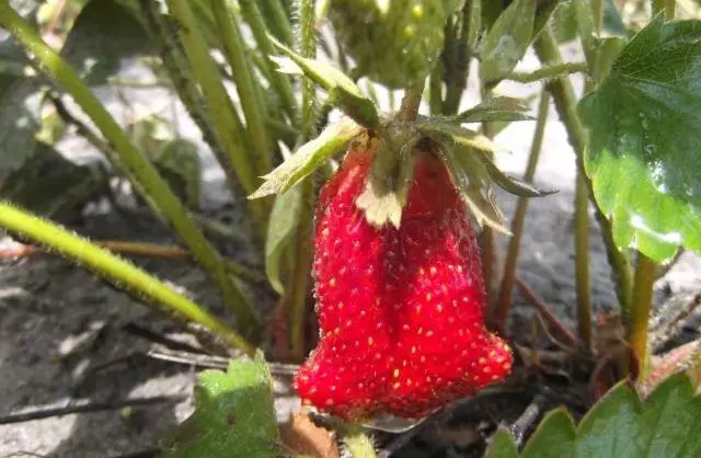 Strawberry Merchant: beskriuwing fan it ferskaat, foto's, resinsjes 1624_7