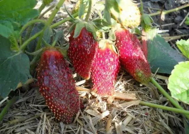 Strawberry Merchant: tsananguro yezvakasiyana, mapikicha, ongororo 1624_9