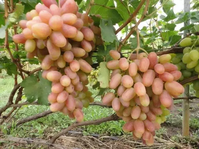 Transfiguração de uvas: descrição da variedade, fotos, comentários 1630_6