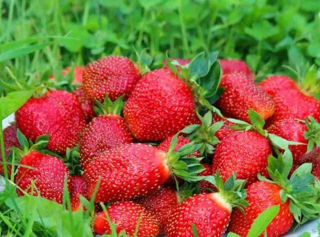 Posible ba nga magpasuso sa mga strawberry: mga kaayohan, kontra 1634_3