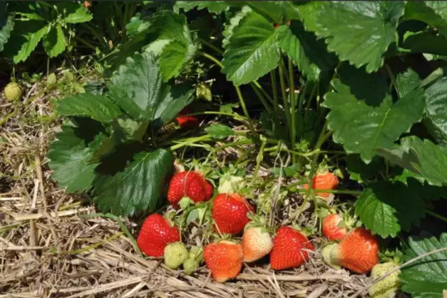 Strawberry Salsa (Salsa): bayanin iri -iri, hotuna, sake dubawa na lambu 1637_1