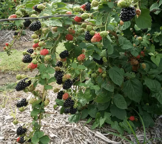 Gigant remontant Blackberry: tuairisc ar éagsúlacht, grianghraif, léirmheasanna, plandáil agus cúram 1641_7