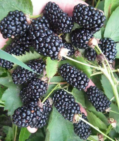 Blackberry Black Butte (Black Butte): tlhaloso ea mefuta-futa, linepe, livideo, litlhahlobo tsa balemi ba lirapa 1648_1