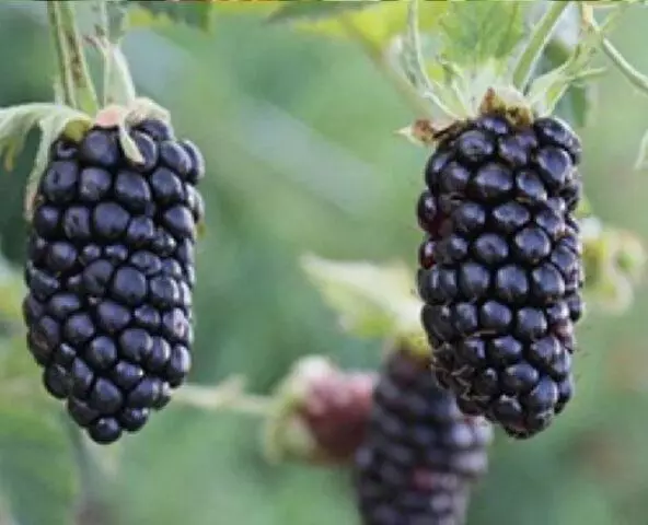 Blackberry Black Butte (Black Butte): תיאור המגוון, תמונות, סרטונים, ביקורות של גננים 1648_3