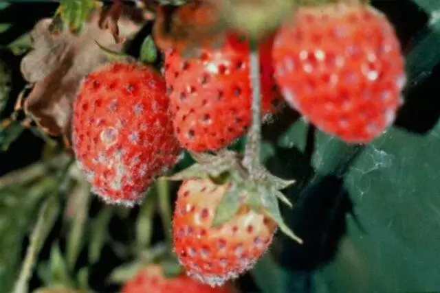 Strawberry Slastena F1: descrierea varietății, caracteristici, fotografii, recenzii ale grădinarilor 1654_3