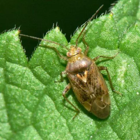 Strawberry Slastena F1: descrierea varietății, caracteristici, fotografii, recenzii ale grădinarilor 1654_5