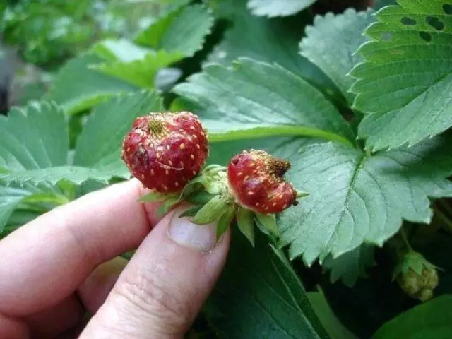 Strawberry Slastena F1: descrierea varietății, caracteristici, fotografii, recenzii ale grădinarilor 1654_6