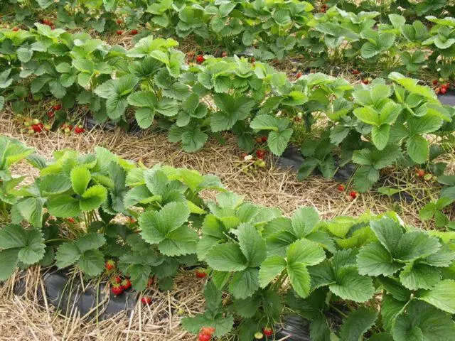 Strawberry Slastena F1: descrierea varietății, caracteristici, fotografii, recenzii ale grădinarilor 1654_7