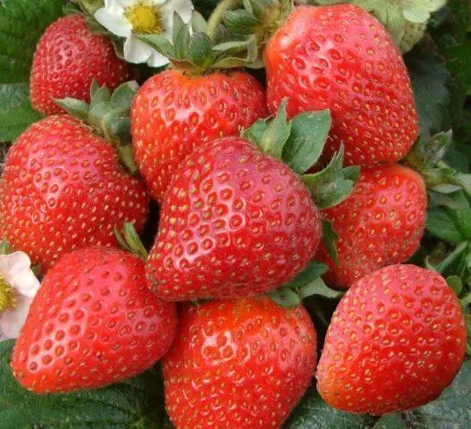 Strawberry Slastena F1: descrierea varietății, caracteristici, fotografii, recenzii ale grădinarilor 1654_9