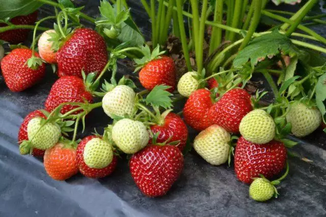 Strawberry Vivara: barietatearen deskribapena, argazkiak, lorezainen iritziak 1657_1