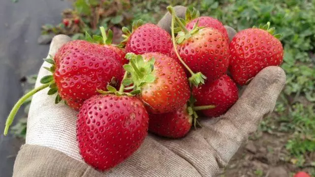 Strawberry Vivara: tsananguro yezvakasiyana, mafoto, wongororo yevarimi 1657_2