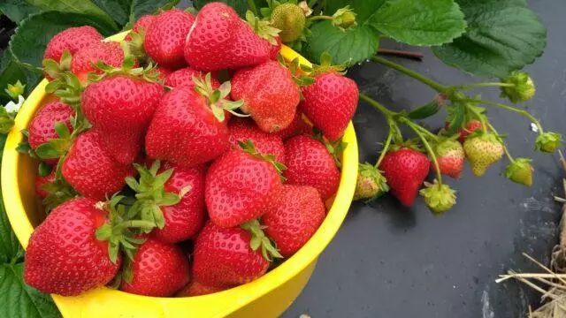 Strawberry Vivara: barietatearen deskribapena, argazkiak, lorezainen iritziak 1657_3