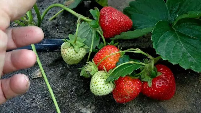 Strawberry Vivara: barietatearen deskribapena, argazkiak, lorezainen iritziak 1657_4