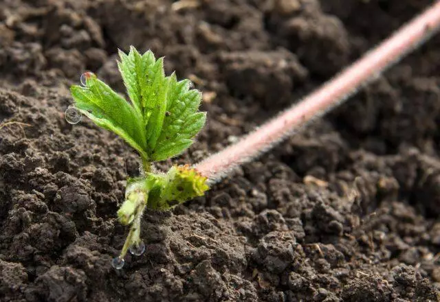 Strawberry Vivara: barietatearen deskribapena, argazkiak, lorezainen iritziak 1657_5