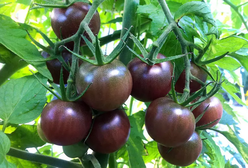 Tomatenschokolade: Eigenschaften und Beschreibung der Sorte