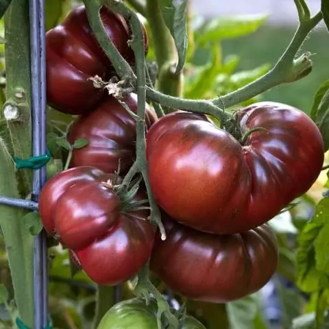 Coklat Tomato: ciri dan penerangan mengenai pelbagai 166_8