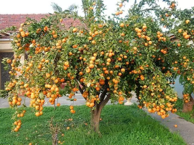 Мандаринҳо: дар куҷо ва чӣ гуна онҳо мерӯянд, кишвари пайдоиш, мева ё буттамева, видео, акс 1680_1