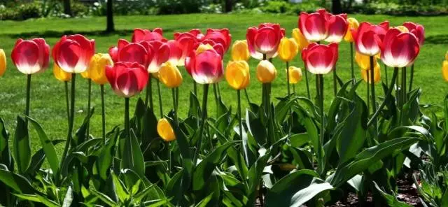 Smukke blomsterbed i landet med egne hænder + foto 1739_4