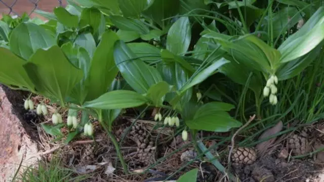 Kupena jongkok (rendah): menanam dan merawat di ladang terbuka, foto 1750_1