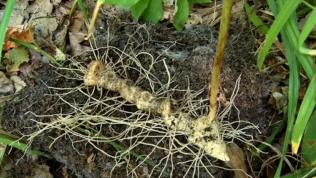 Kupena jongkok (rendah): menanam dan merawat di ladang terbuka, foto 1750_2