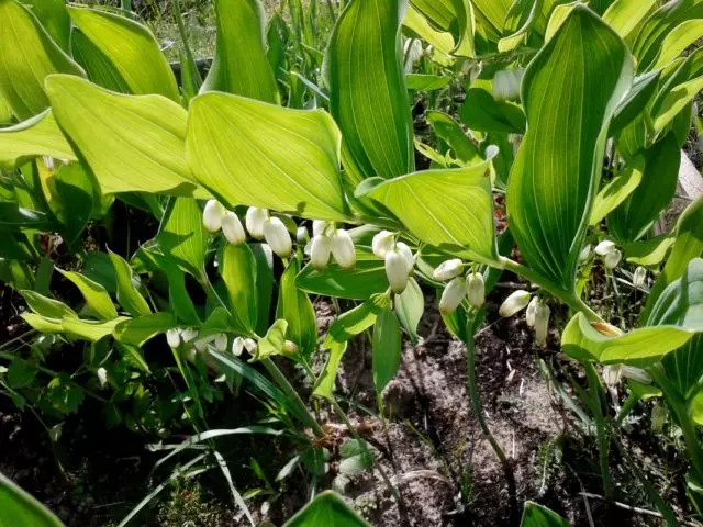 औषधी खरेदी (फार्मसी, सुवासिक): फोटो आणि वर्णन, लागवड आणि काळजी, औषधी गुणधर्म. 1751_22