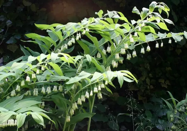 ಔಷಧಿಯನ್ನು ಖರೀದಿಸಲಾಗಿದೆ (ಫಾರ್ಮಸಿ, ಪರಿಮಳಯುಕ್ತ): ಫೋಟೋ ಮತ್ತು ವಿವರಣೆ, ನಾಟಿ ಮತ್ತು ಆರೈಕೆ, ಔಷಧೀಯ ಗುಣಗಳು. 1751_46