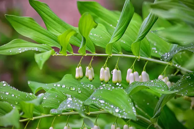 औषधी खरेदी (फार्मसी, सुवासिक): फोटो आणि वर्णन, लागवड आणि काळजी, औषधी गुणधर्म. 1751_6