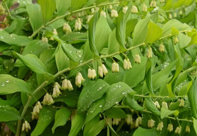 Medicaments comprats (farmàcia, perfumats): foto i descripció, plantació i cura, propietats medicinals. 1751_7