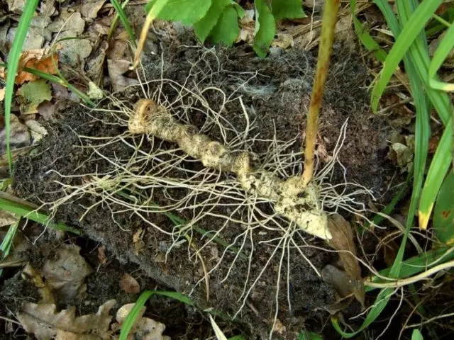 Gipalit nga tambal (botika, humut): litrato ug paghulagway, pagtanum ug pag-atiman, mga kabtangan sa medisina. 1751_8