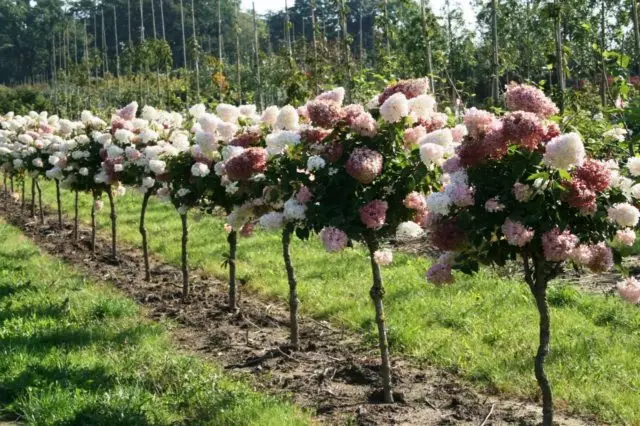 Hydrangea Limelight paniculata: litrato, paghulagway, pagsusi, pagtanum ug pag-atiman 1763_10