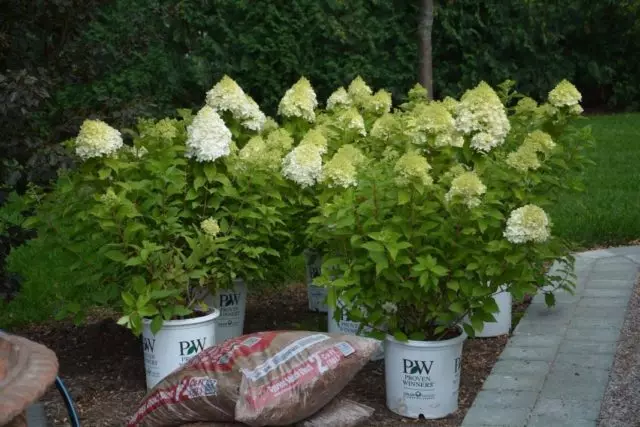 Hydrangea Limelight paniculata: foto, deskripsi, ulasan, tanduran lan perawatan 1763_14