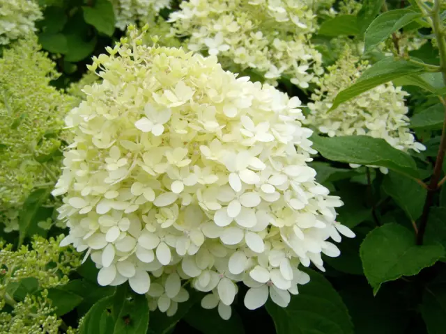 Hydrangea Limelight paniculata: ፎቶ ፣ መግለጫ ፣ ግምገማዎች ፣ መትከል እና እንክብካቤ 1763_2